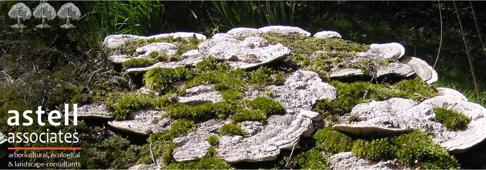 Ecological assessments - Astell Associates
